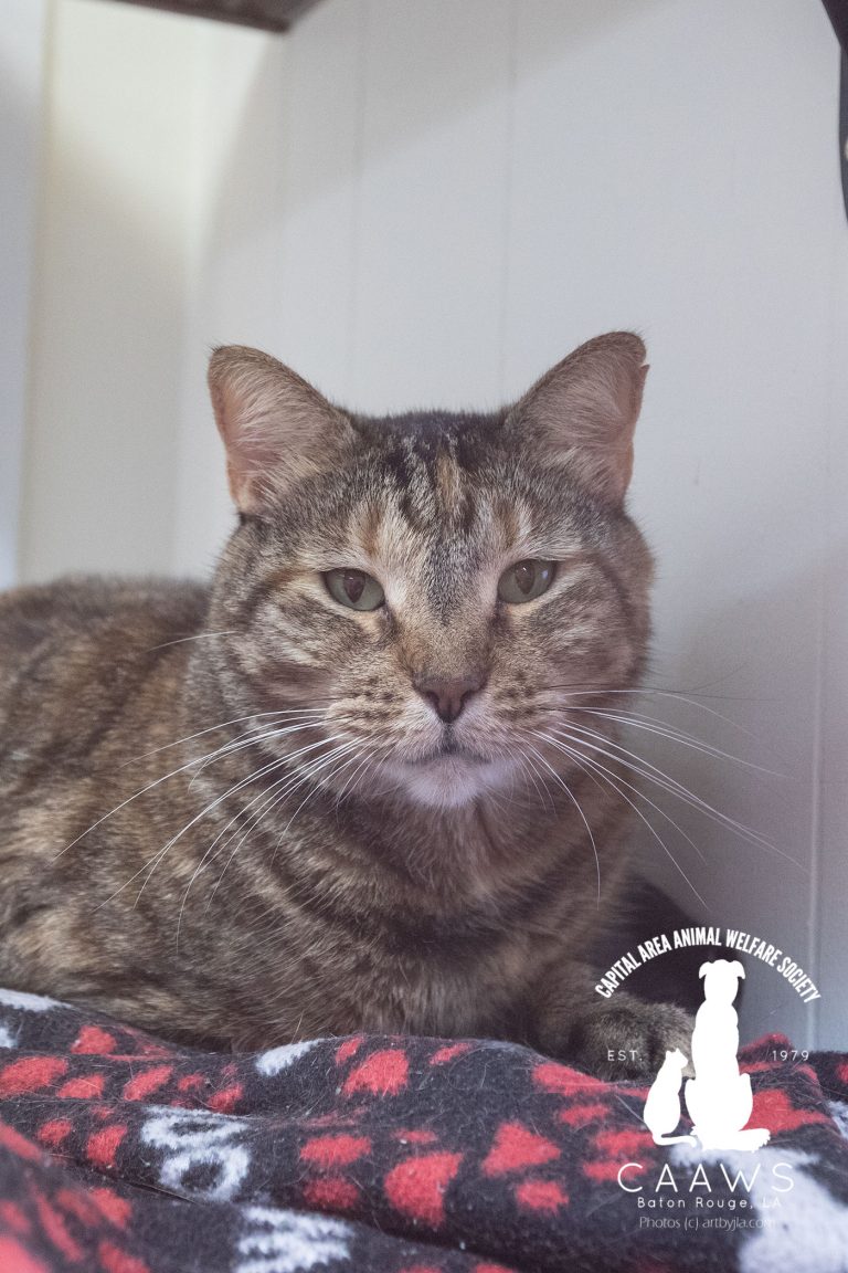 Cats for Adoption in Baton Rouge: Get a Pet from the CAAWS Shelter