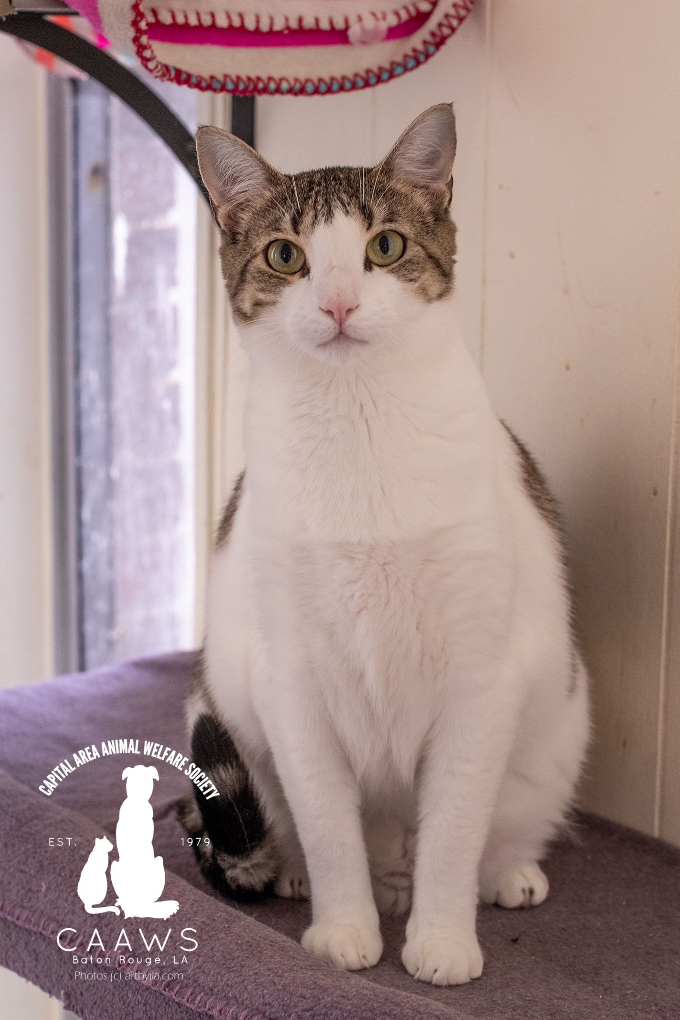 Adoptable Pets Archive - CAAWS - Capital Area Animal Welfare Society